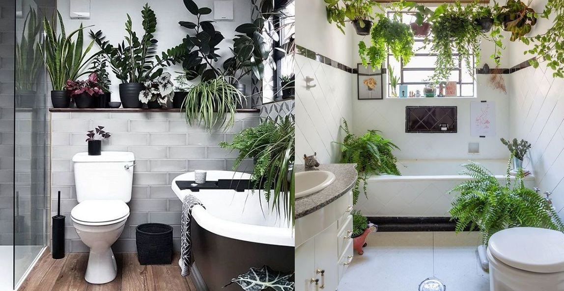 8 Plantas Para Tener En Un Baño Pequeño Con Poca Iluminación Aggregatte
