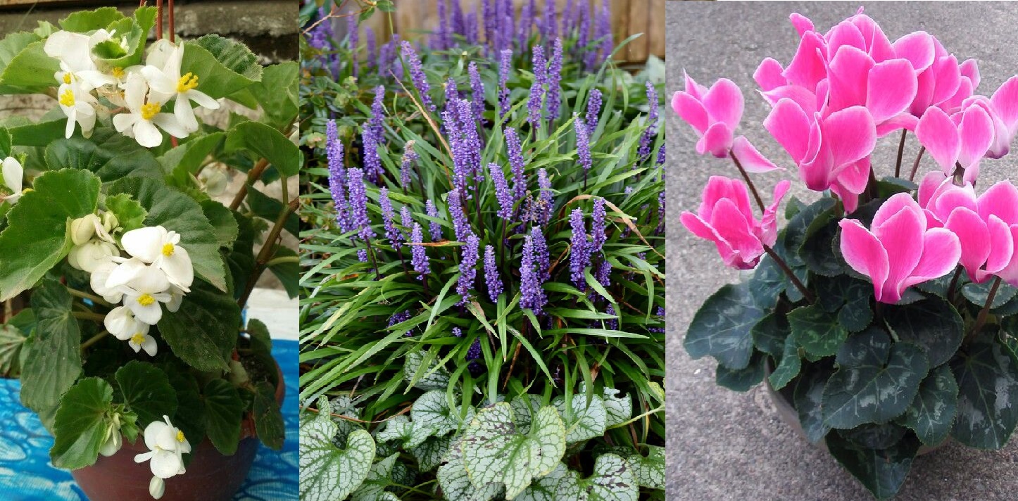 Las 7 mejores plantas de sombra - Aggregatte Las 7 mejores plantas de sombra - Aggregatte