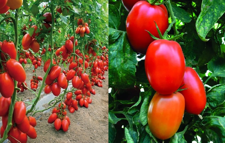 Cómo cultivar tomates italianos reliquia en casa: paso a paso