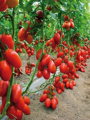 Cómo cultivar tomates italianos reliquia en casa: paso a paso