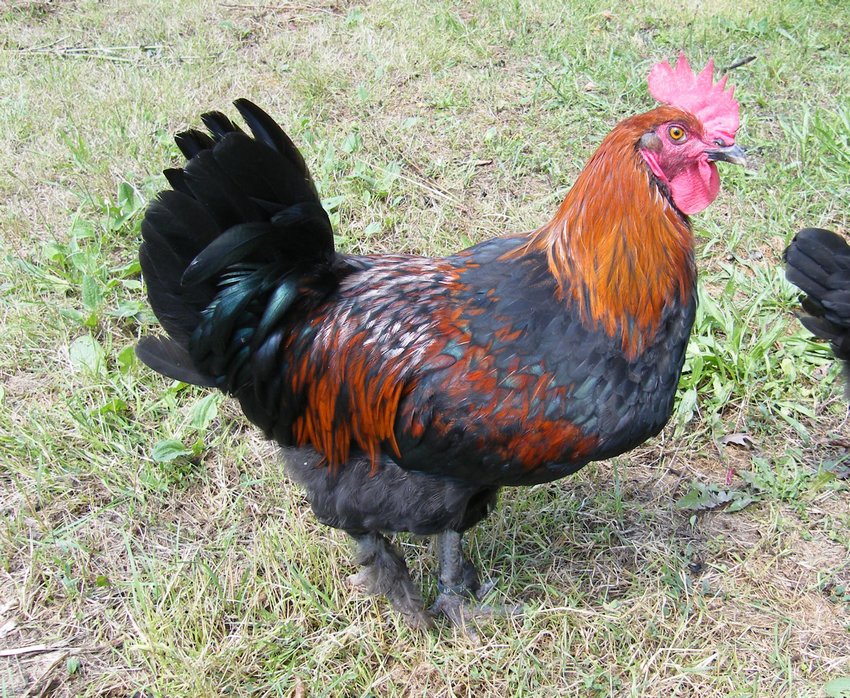 Gallinas maran: características, consejos de contenido y reproducción
