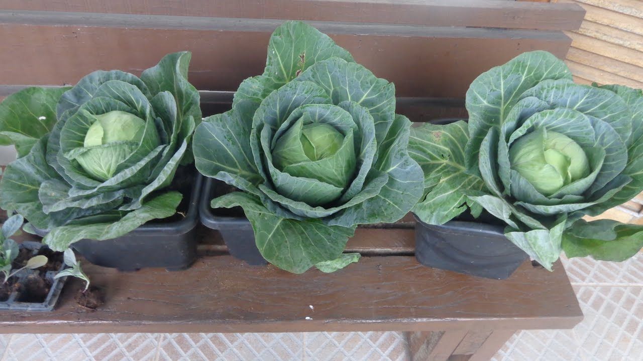 Cómo cultivar repollo en macetas Simple y fácil: Paso a paso