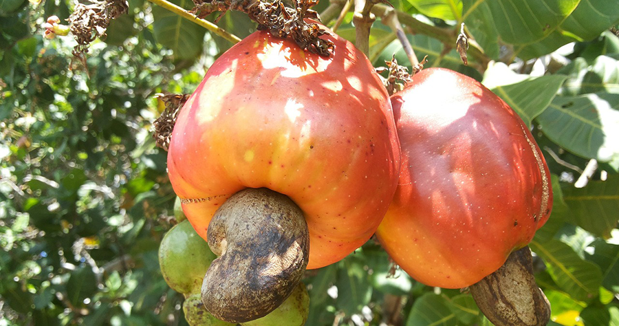 Cómo cultivar anacardos en tu patio: todos los pasos para empezar