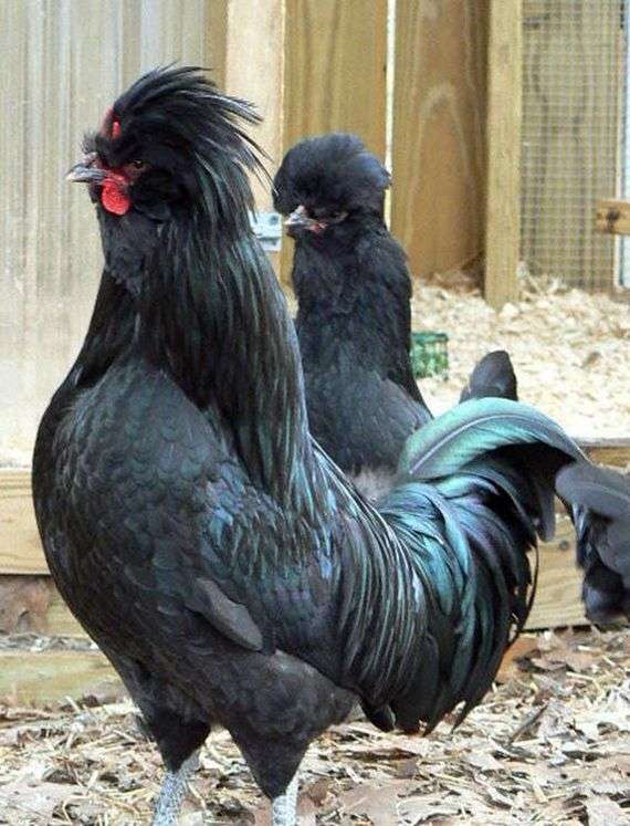 Gallinas maran: características, consejos de contenido y reproducción