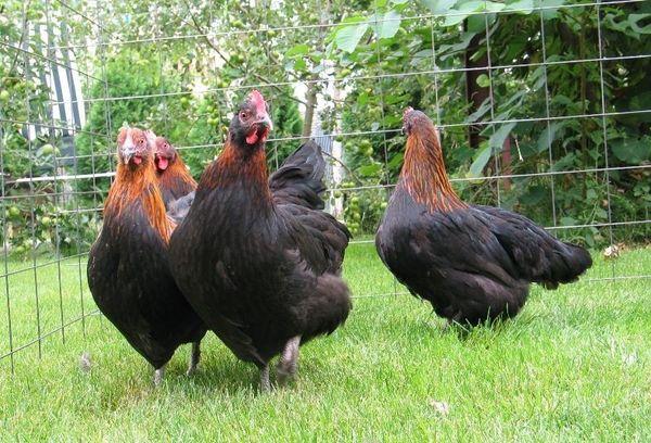 Gallinas maran: características, consejos de contenido y reproducción
