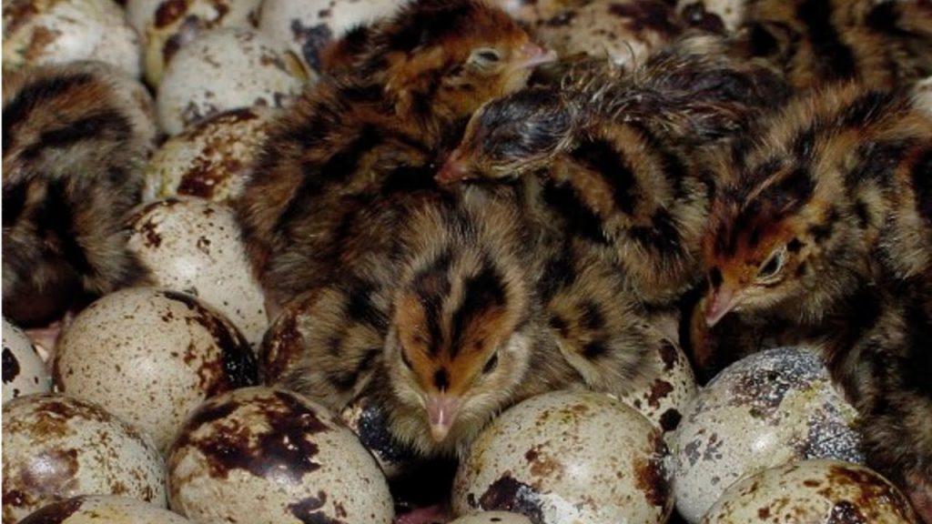 Codornices Ponedoras: Aprende aqui como empezar la crianza