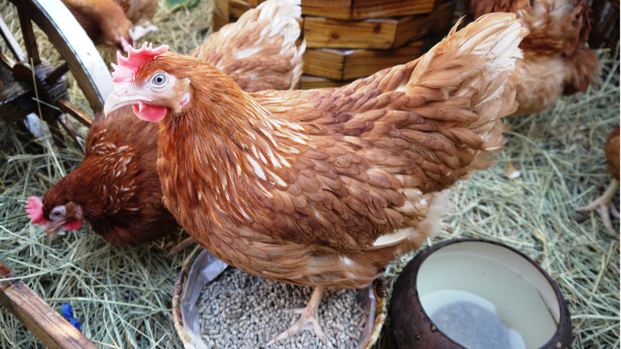 Consejos para criar Gallinas en casa correctamente