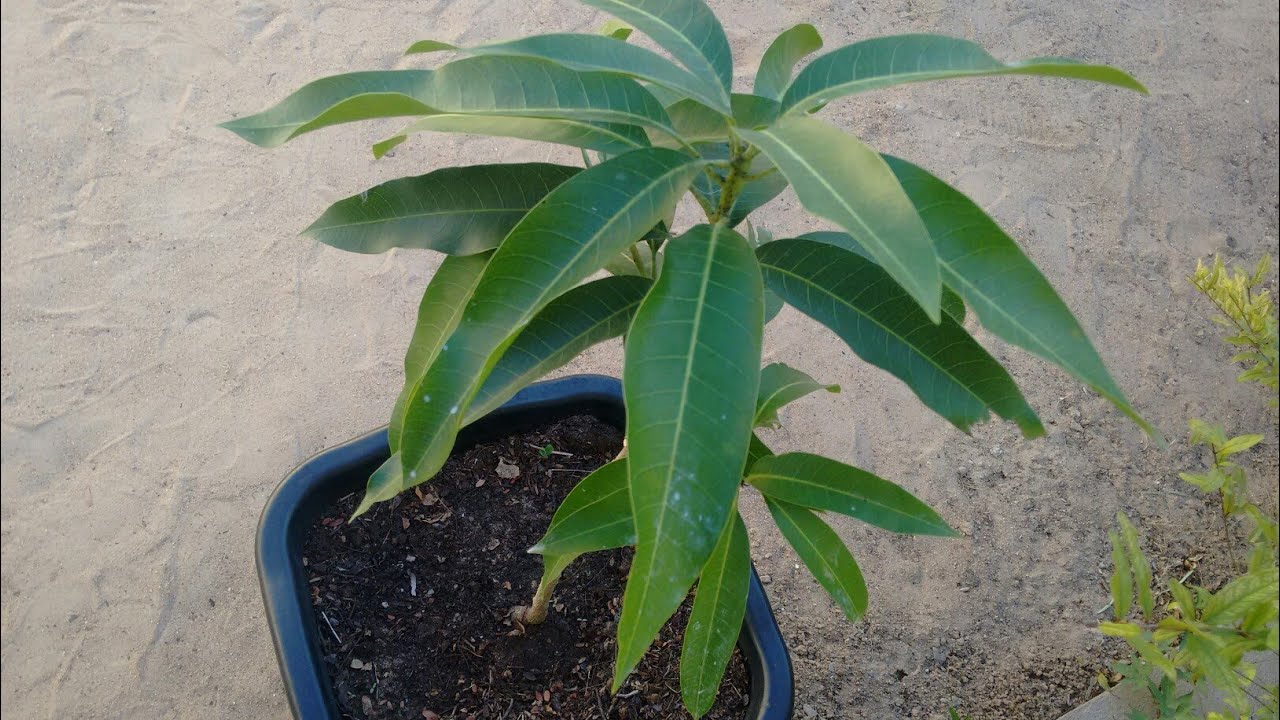 aprender a plantar un árbol de mango exitoso paso a paso