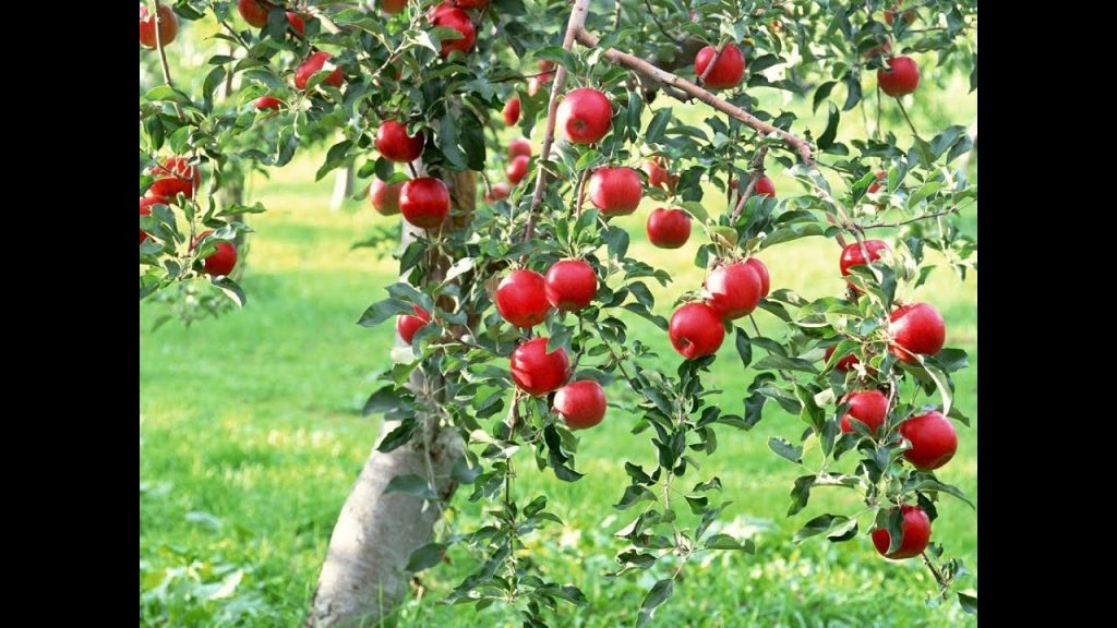 Cómo plantar las semillas de manzana para que den frutos