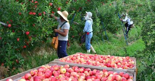 Cómo plantar las semillas de manzana para que den frutos