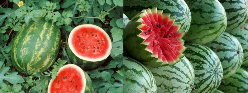 Cómo plantar sandía con semillas: aqui te enseñamos