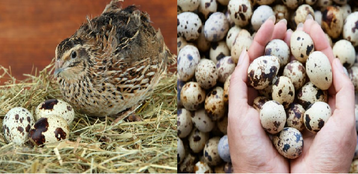 Codornices Ponedoras: Aprende aqui como empezar la crianza