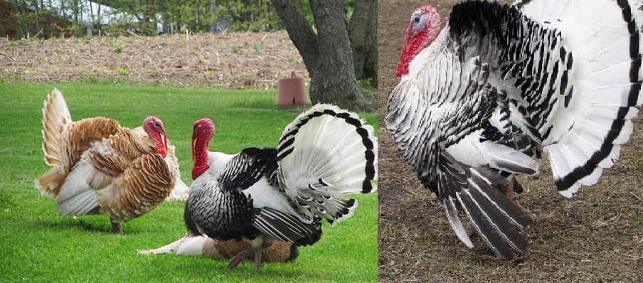 Paso a paso para tener tu creación de Pavos