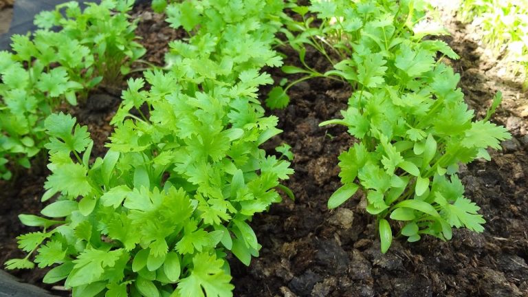 Cómo plantar cilantro en un huerto, maceta o botella