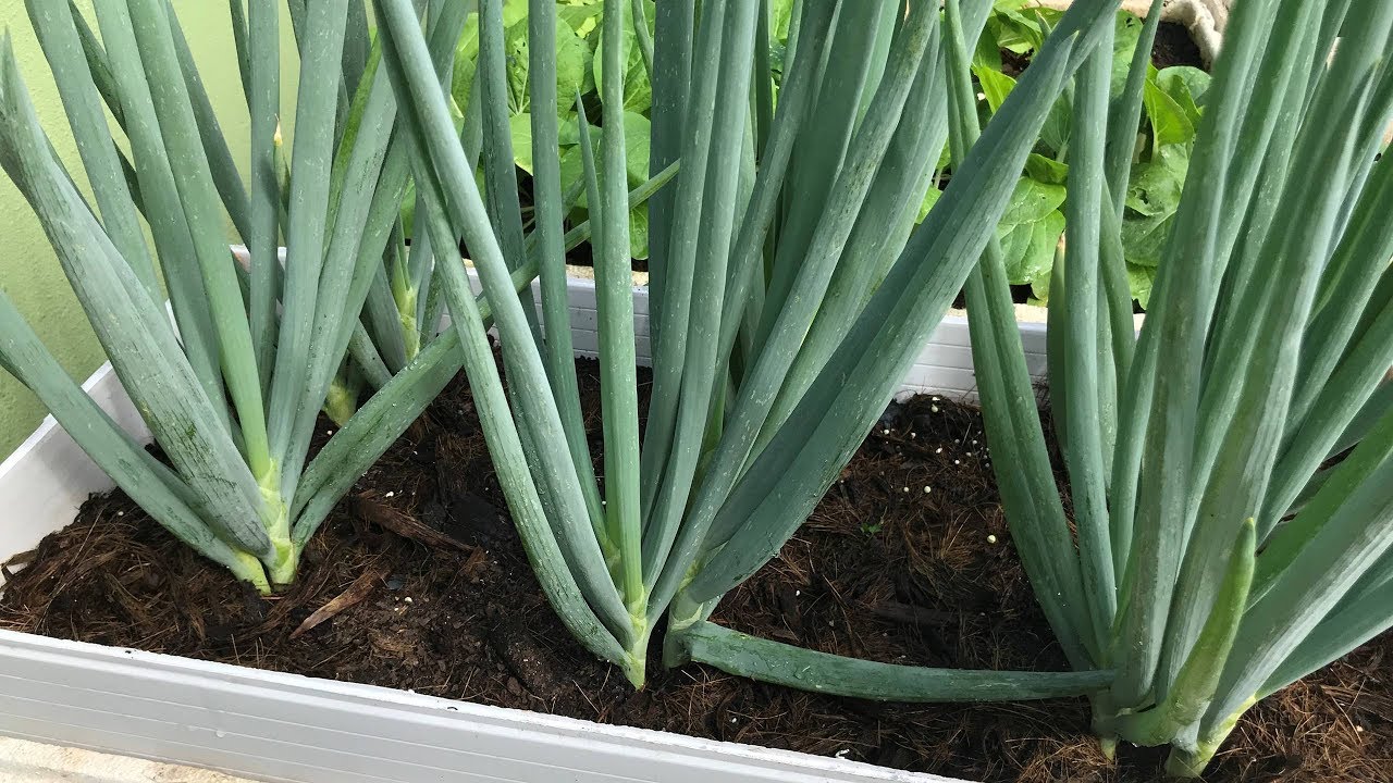 Cebollas de primavera: como plantar, produce tu propio alimiento