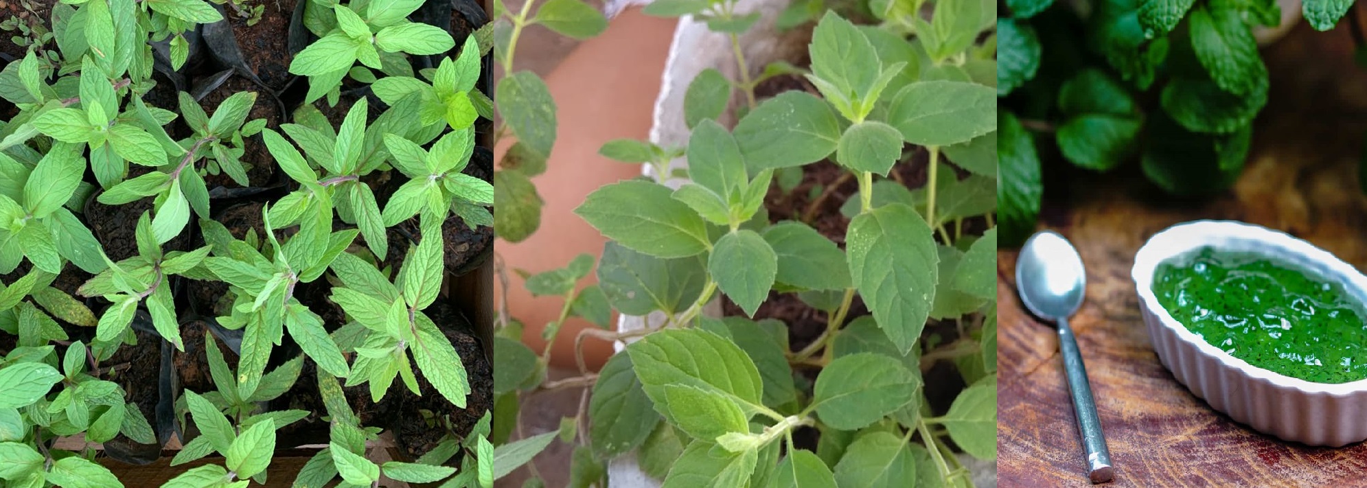 Aprende como cultivar menta en maceta: muy facil