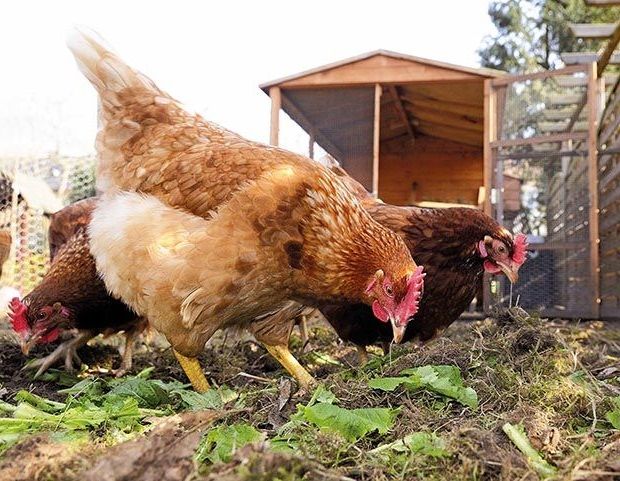 10 pasos exitosos para trabajar con la cría de pollos de corral