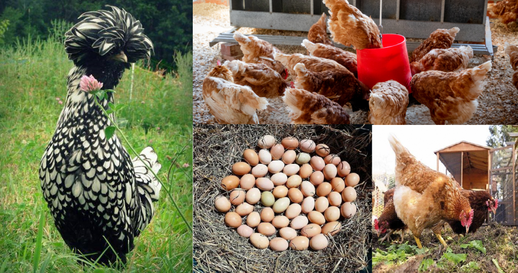 10 pasos exitosos para trabajar con la cría de pollos de corral