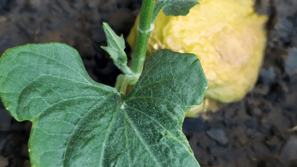 Como plantar chayotes paso a paso