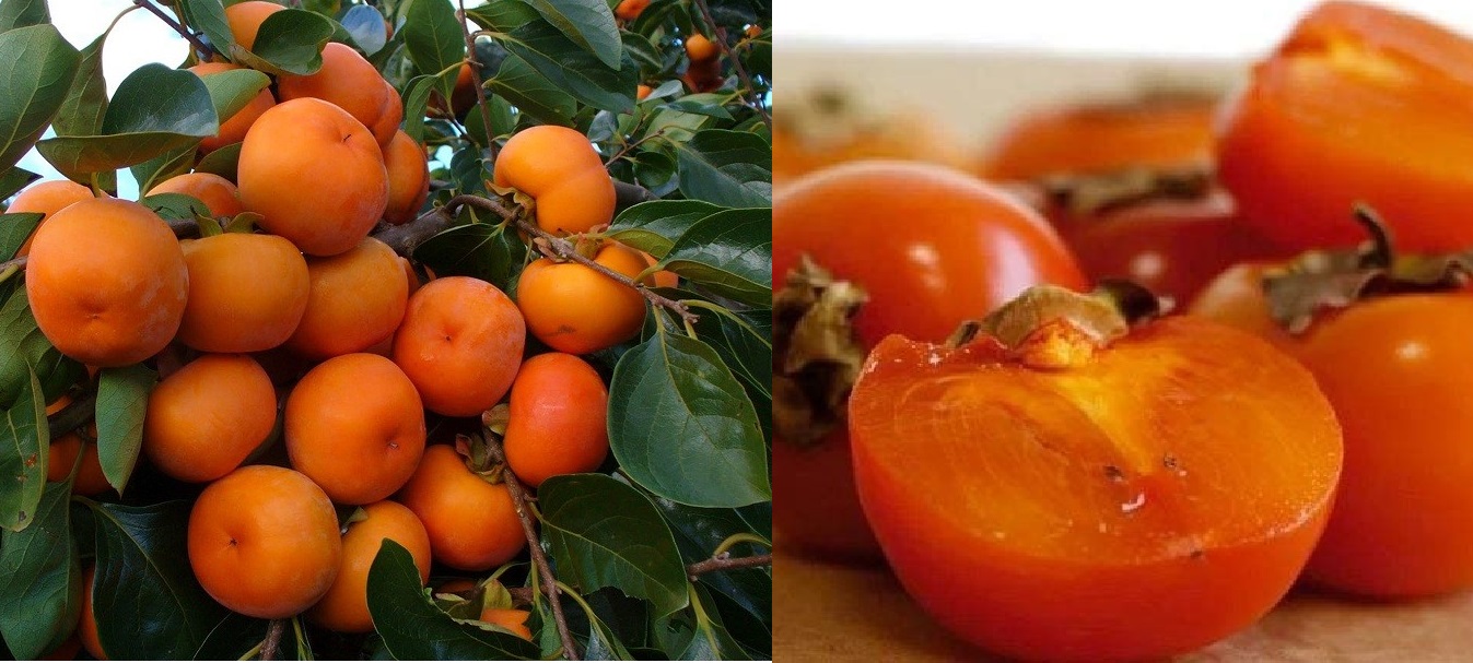 Cómo plantar caqui 8 pasos importantes