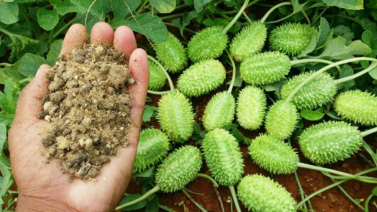 Cómo plantar pepinillo: ¡mira todos los consejos!