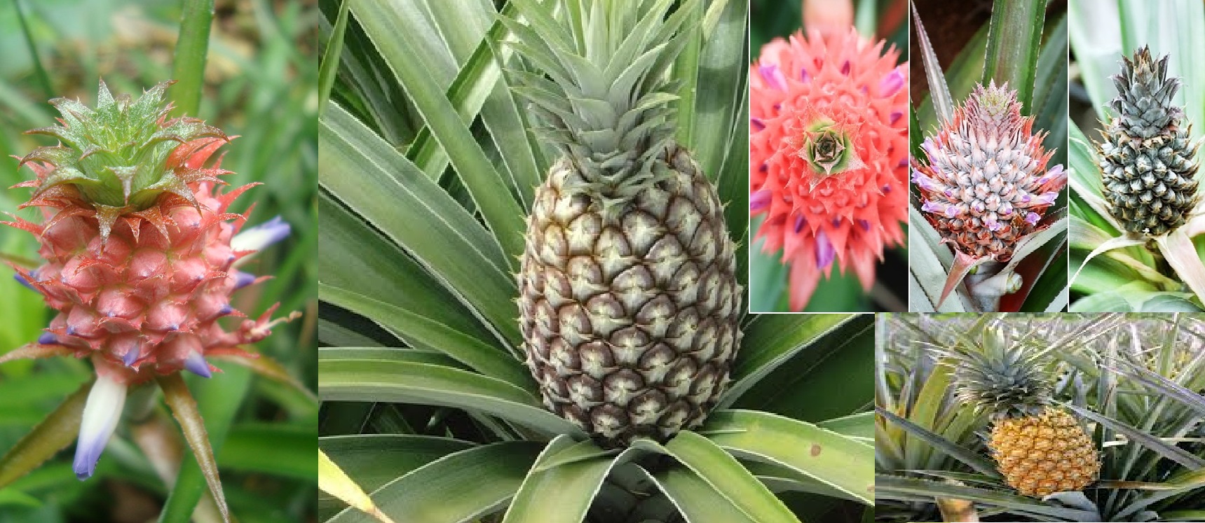 Cómo plantar piña: consejos y trucos para tener la fruta sin salir de casa