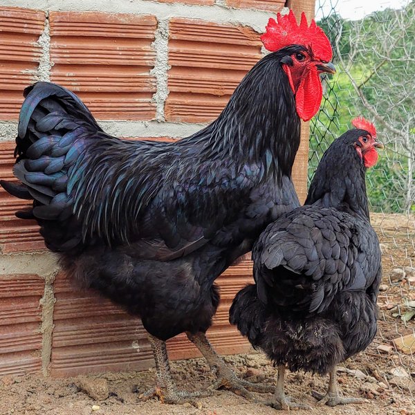 Conozca 7 razas de gallinas gigantes