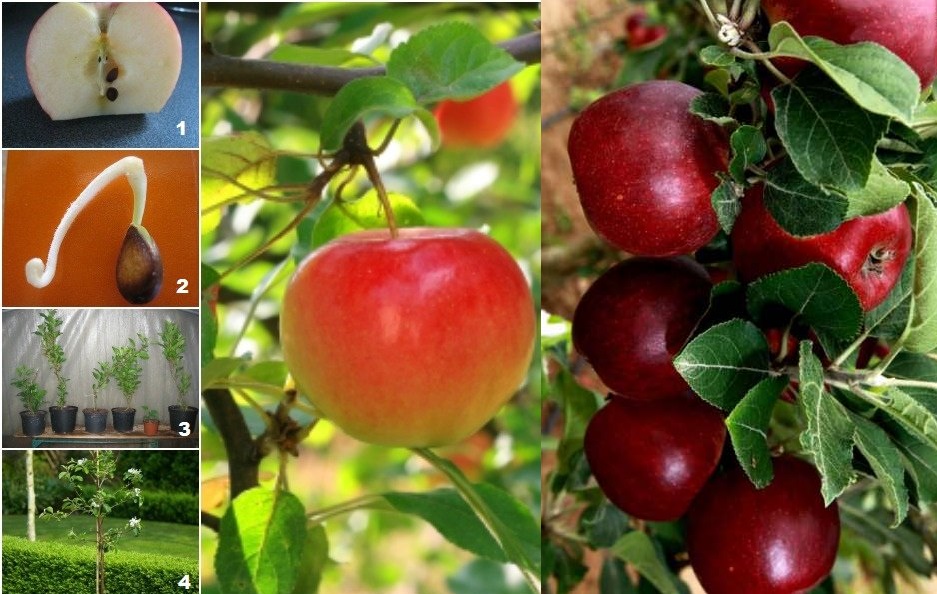 5 Pasos simples para planatar semillas de manzanas y den frutos