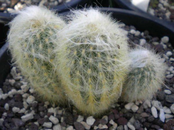 Conozca los 10 Cactus mas raros del mundo