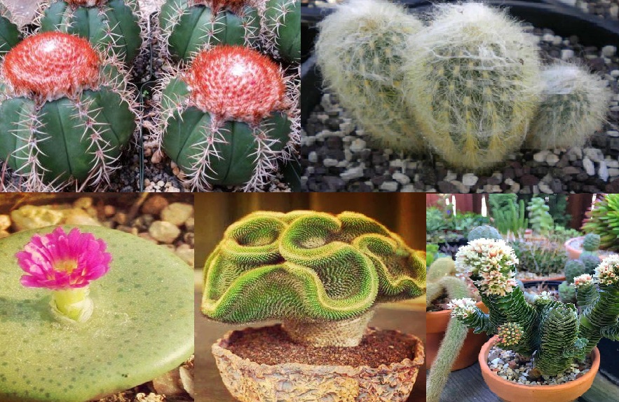Conozca los 10 Cactus mas raros del mundo