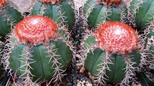 Conozca los 10 Cactus mas raros del mundo