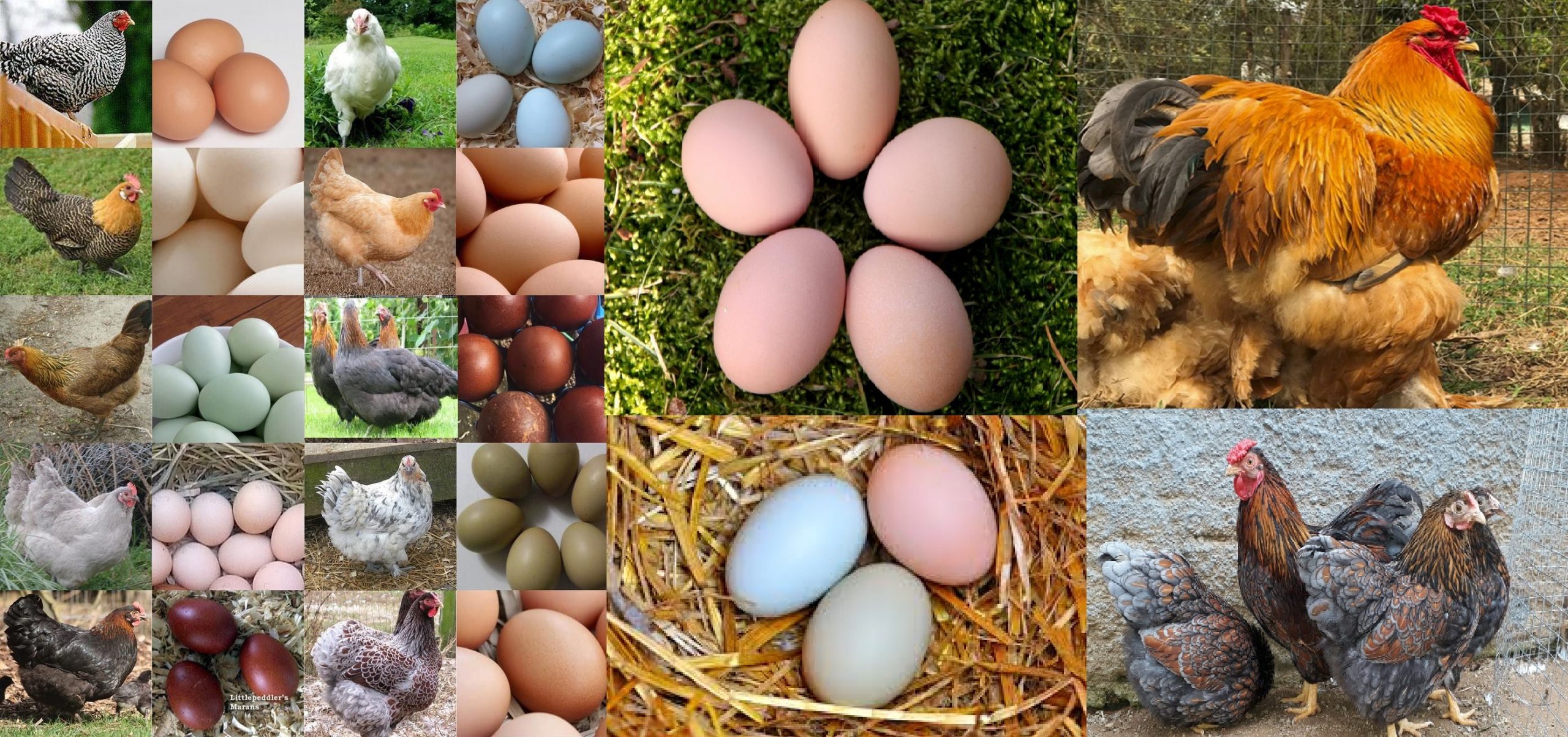 8 Razas de gallinas que ponen huevos rosas y sus beneficios - Aggregatte
