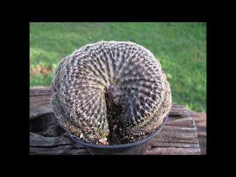 Conozca los 10 Cactus mas raros del mundo