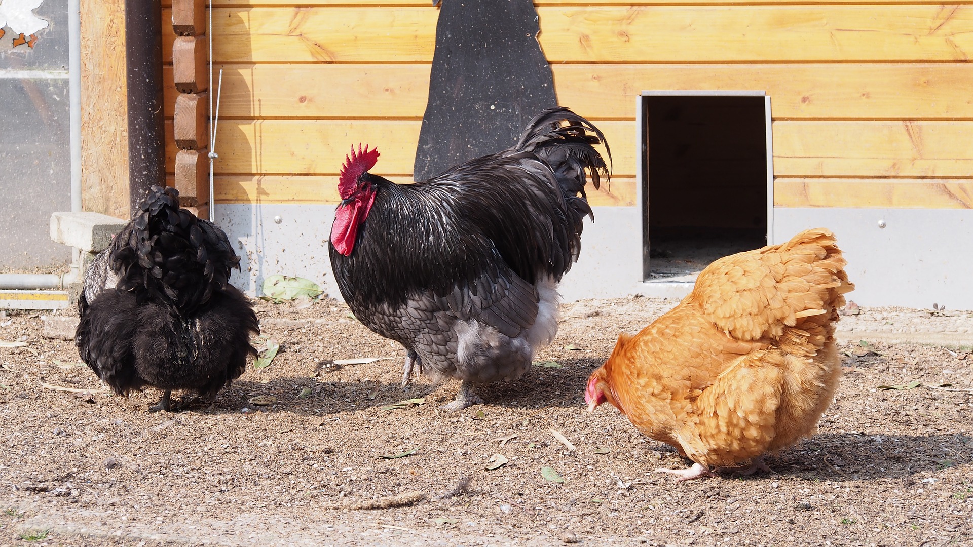 7 Mejores Razas de gallos de corral para criar en casa