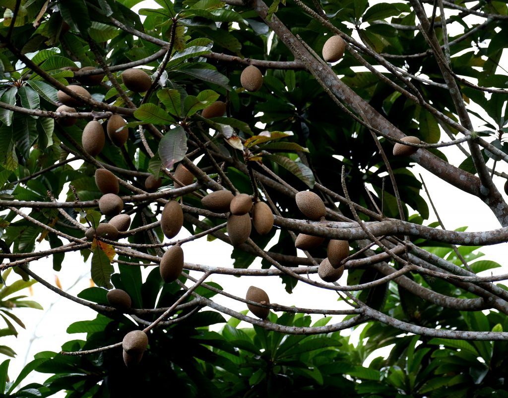 Aprende como cultivar Mamey paso a paso