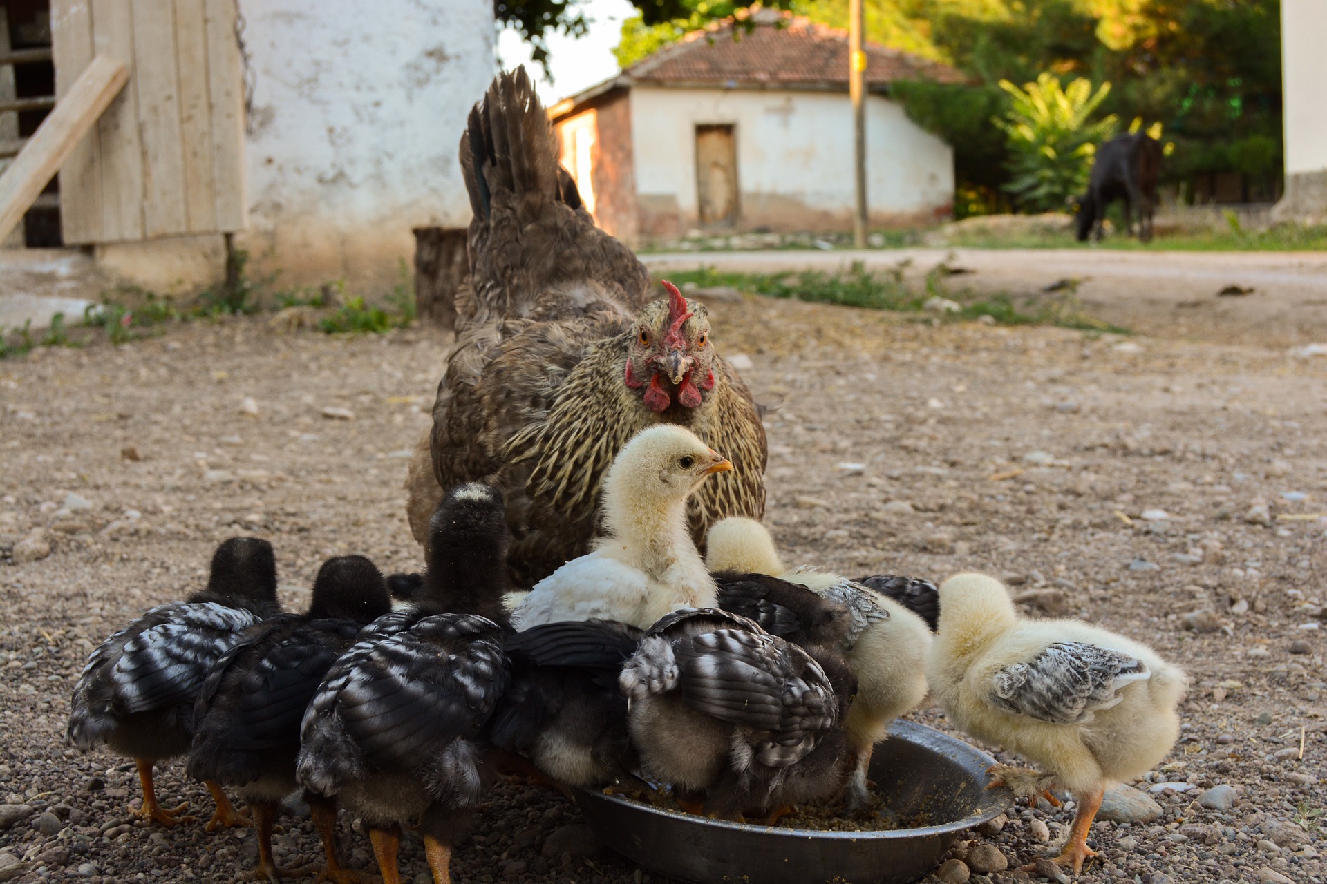 Cómo hacer que una gallina adopte pollitos con éxito