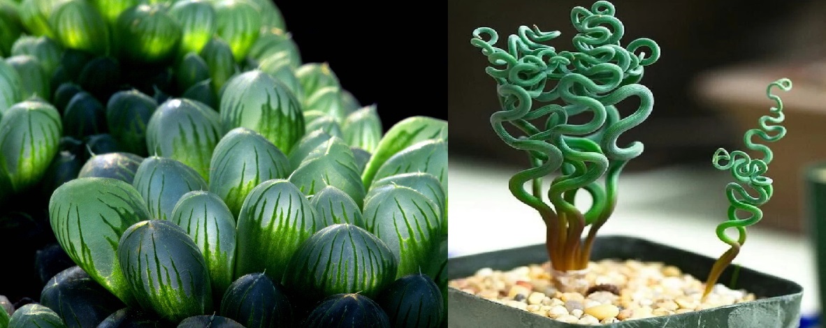 10 Raras y hermosas plantas de interior muy diferentes