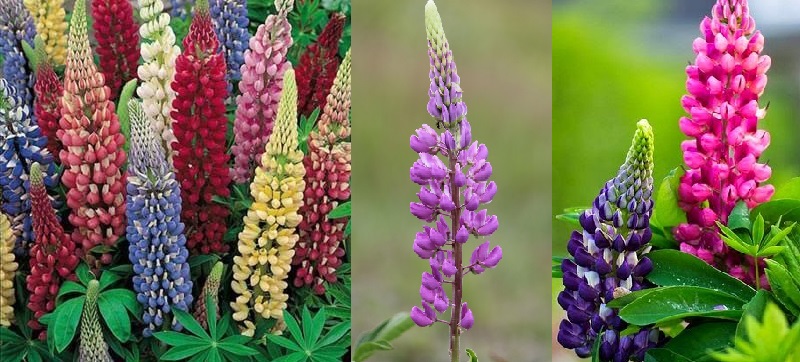 Cómo cultivar lupino: cuidados y consejos importantes