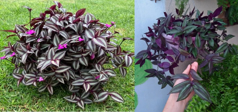 Aprende a Cultivar la Tradescantia o Matalí y sus beneficios