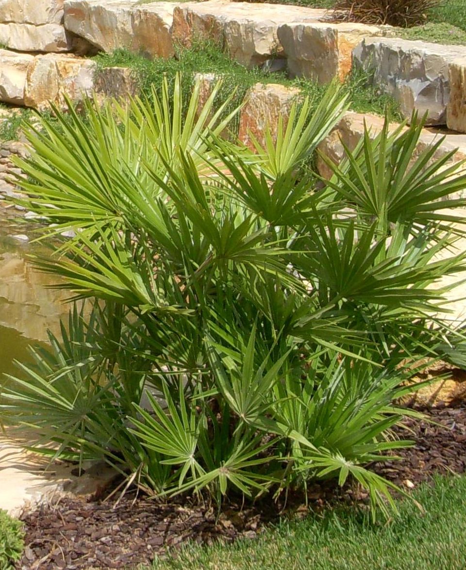 8 palmeras pequeñas muy hermosas para poco espacio