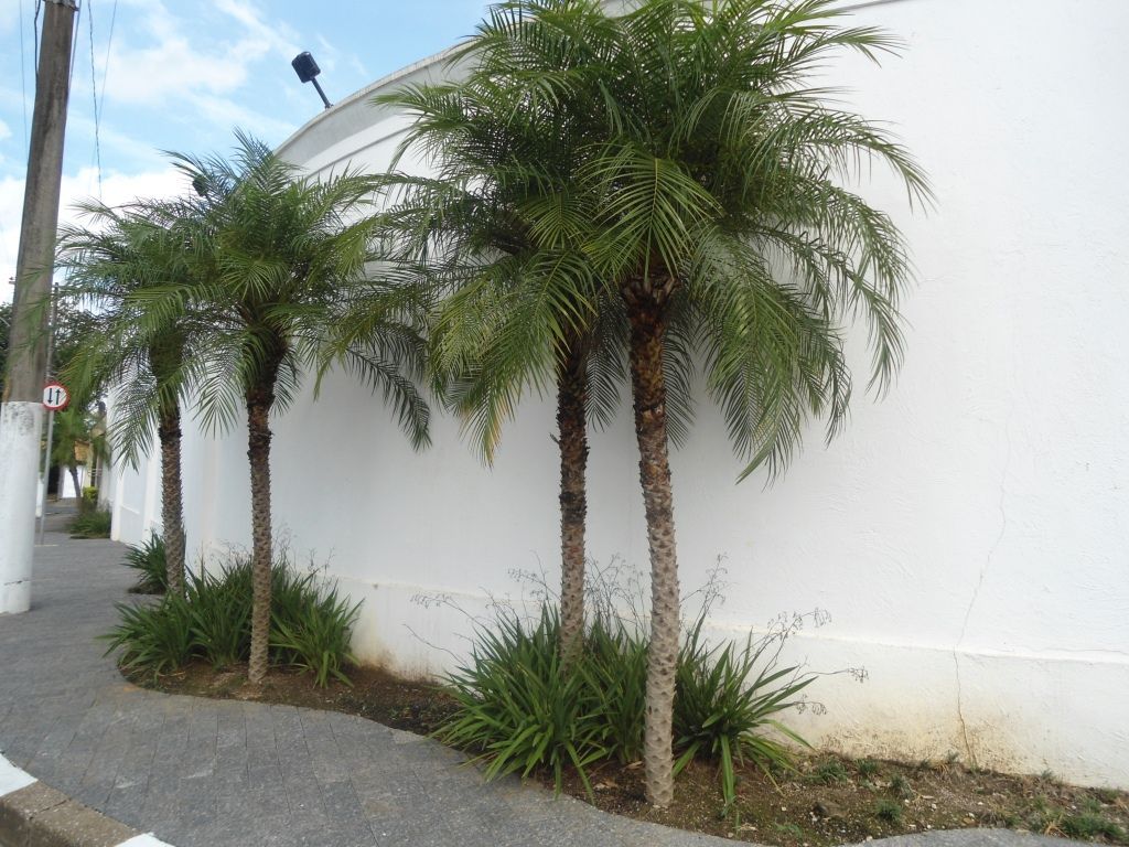 8 palmeras pequeñas muy hermosas para poco espacio