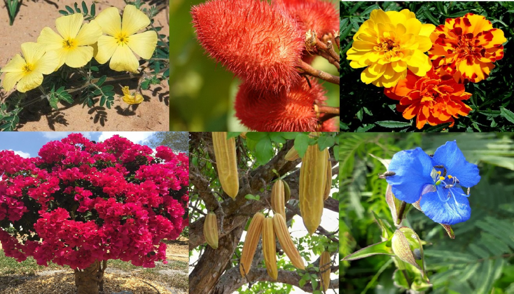 10 plantas medicinales mexicanas y para que sirven