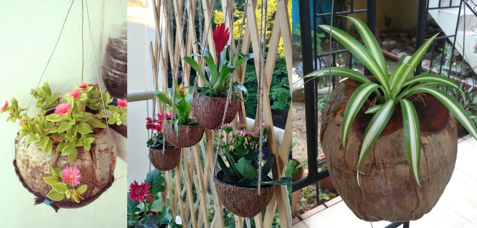 Cómo hacer macetas con Cáscaras de Coco