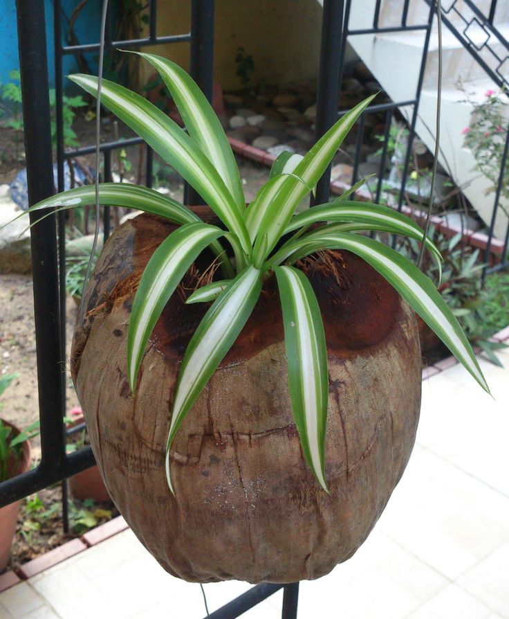 Cómo hacer macetas con Cáscaras de Coco