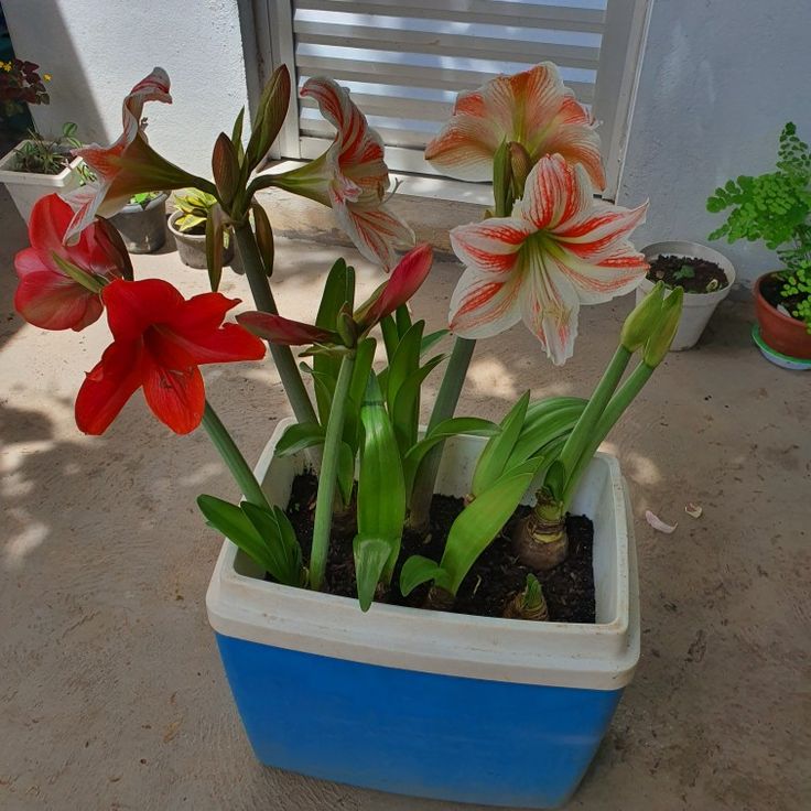 8 Trucos importantes para revivir una planta marchita