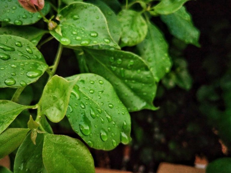 8 Trucos importantes para revivir una planta marchita