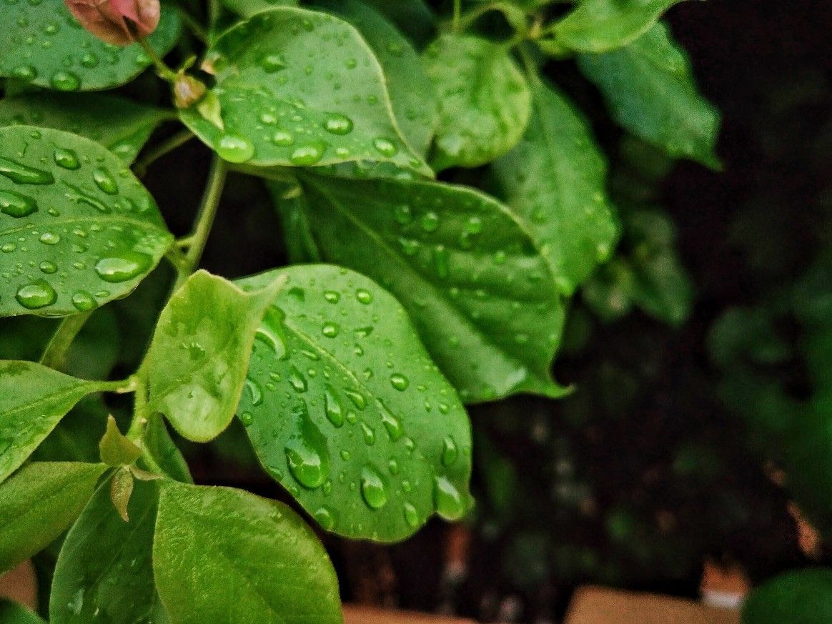8 Trucos importantes para revivir una planta marchita
