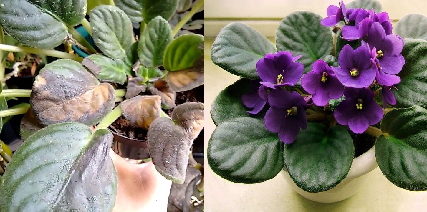 8 Trucos importantes para revivir una planta marchita