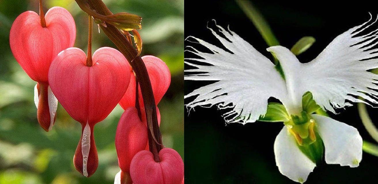 Las 6 flores más extrañas y bonitas del mundo